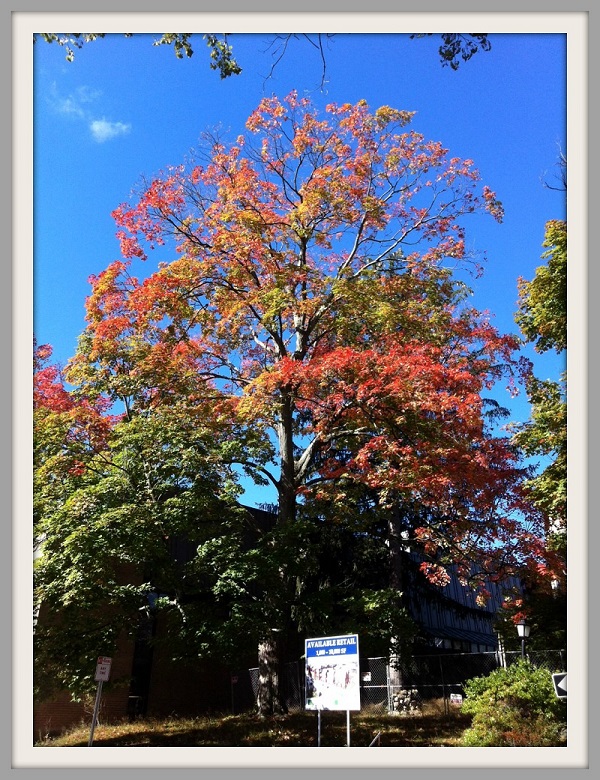 Downtown Trees: Enjoy Them Now | 06880