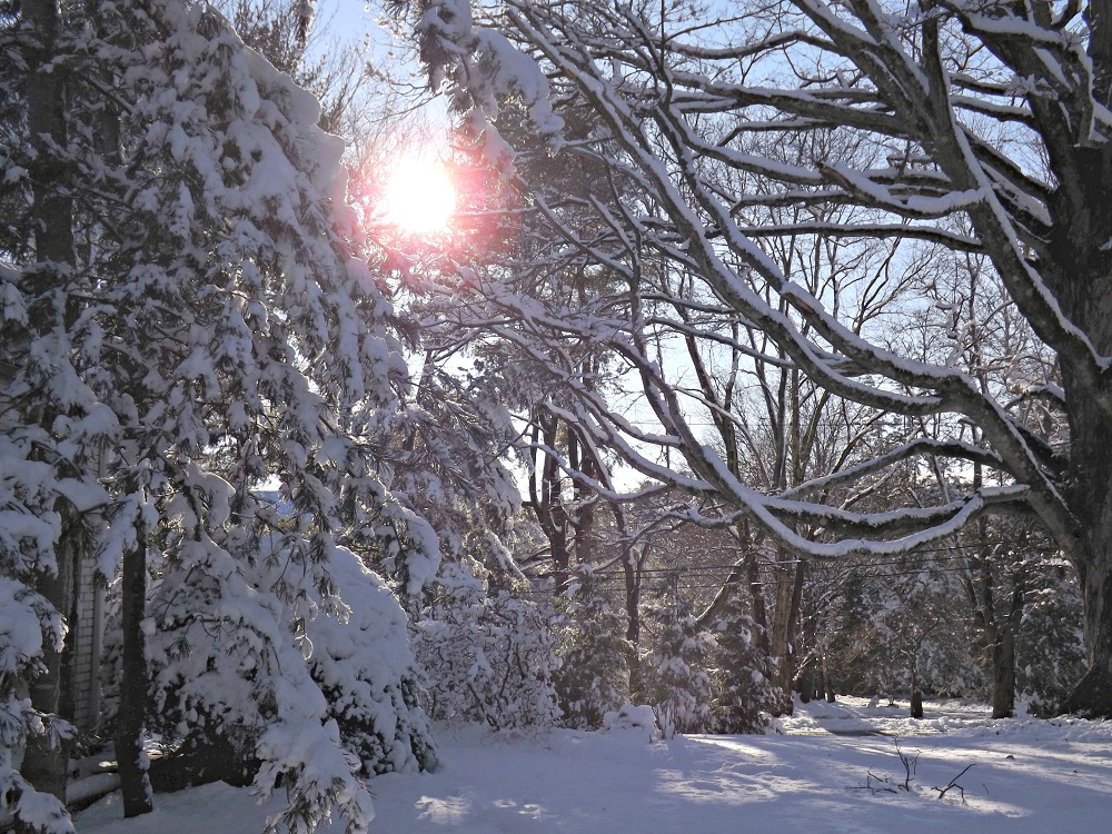 Snow Day: Afternoon Views | 06880