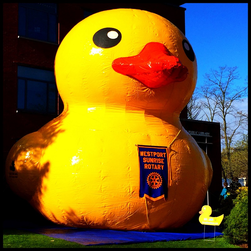 What’s Up, Duck? | 06880