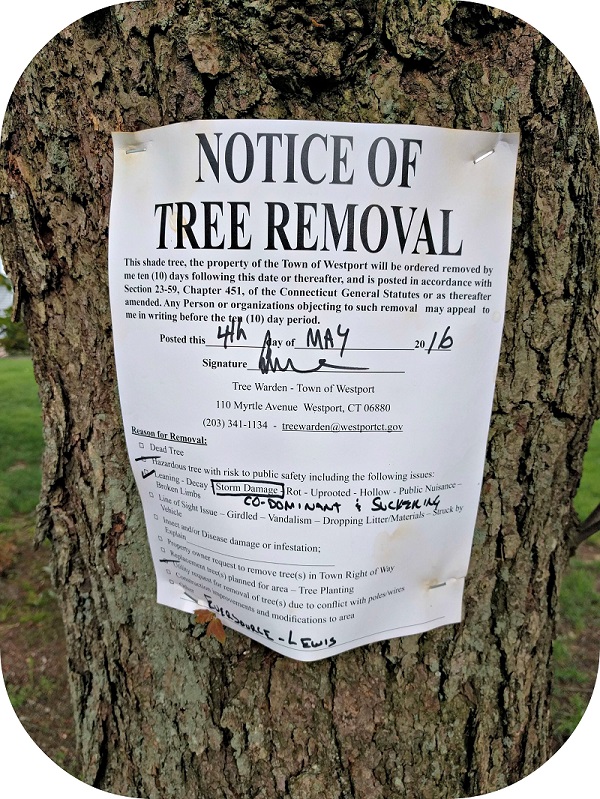 If A Tree Falls 06880