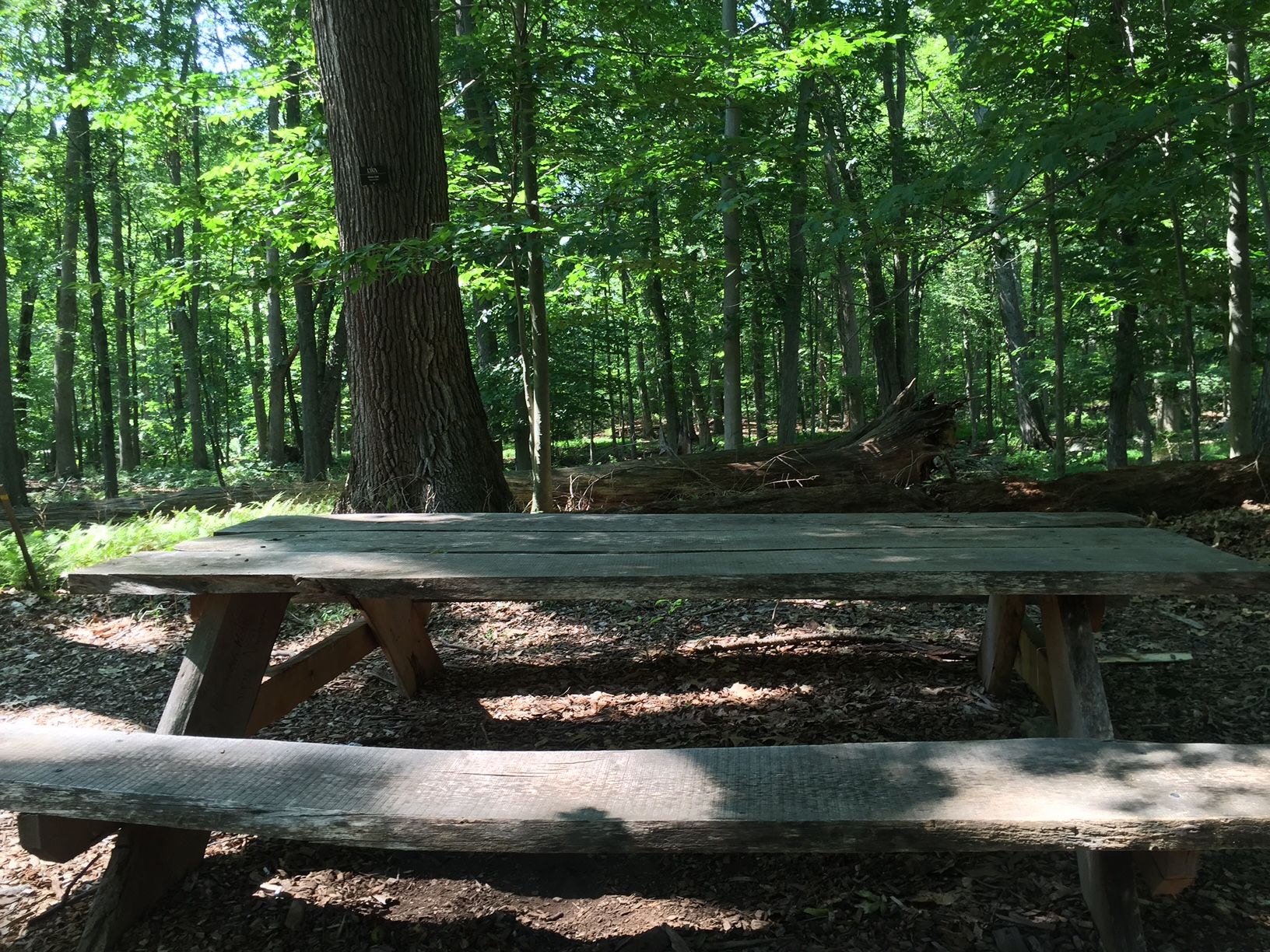 Wadsworth Arboretum – bench made by Dick Stein | 06880