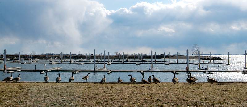 Header – geese – Katherine Hooper | 06880