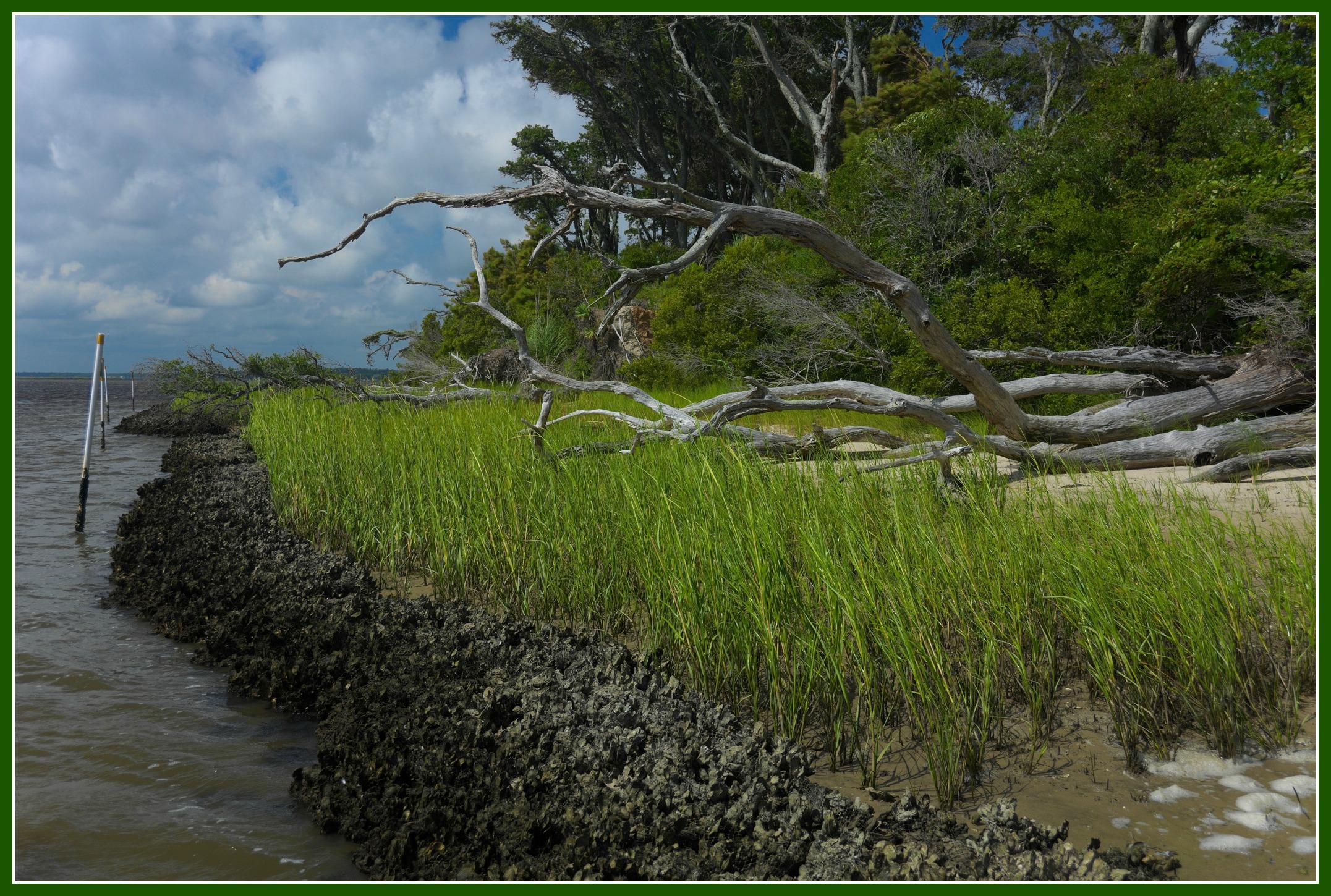 “Living Shorelines” Offer Erosion Solution | 06880