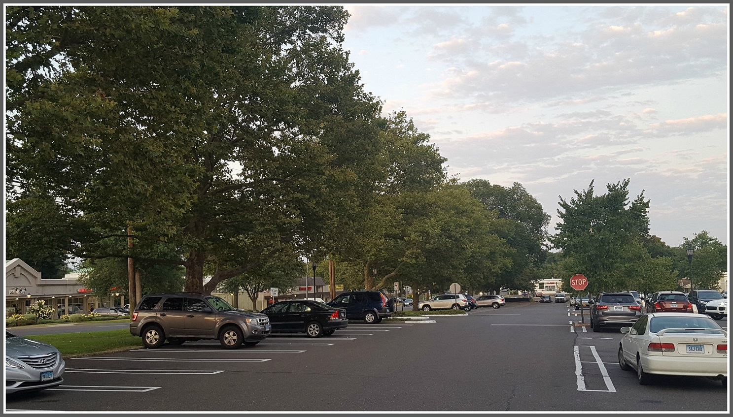 [OPINION] Stop & Shop — & Chop — Trees | 06880