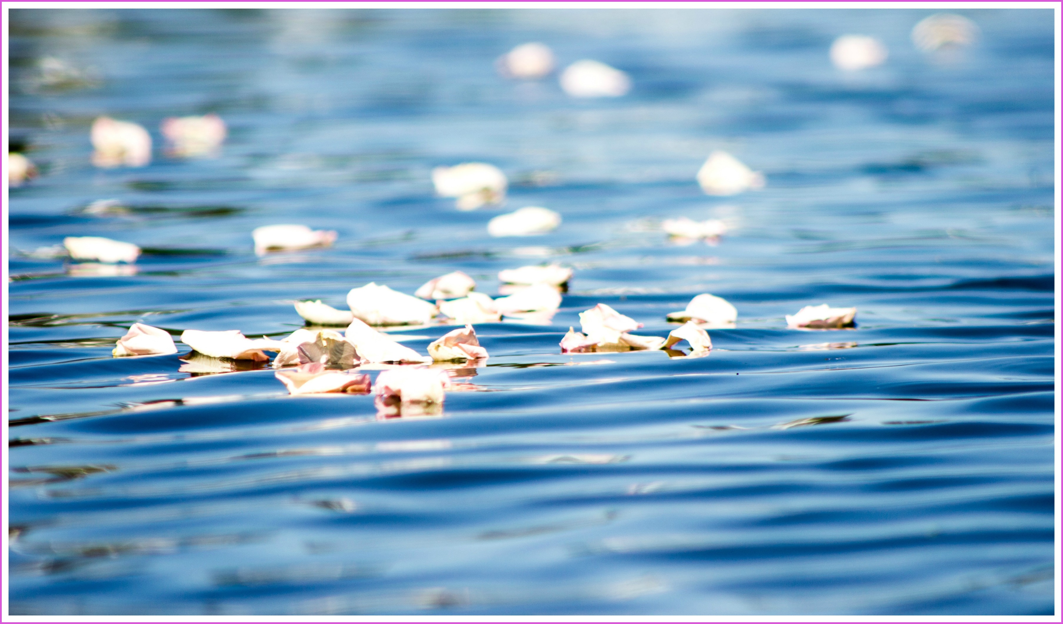 Roses Are Pink, The River Is Too | 06880