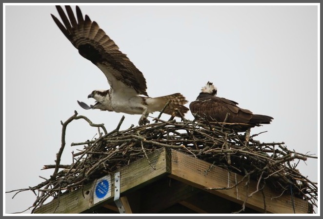 Osprey Update! | 06880