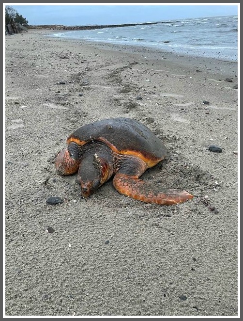 Dramatic Turtle Rescue Lifts Spirits | 06880