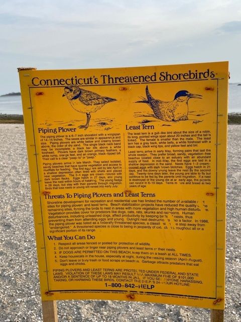 Roundup: Shore Birds, Sundance, Swimsuits … | 06880