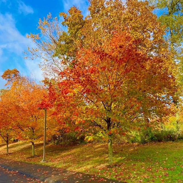 Roundup: Girls Soccer, Pumpkins, ALS … | 06880
