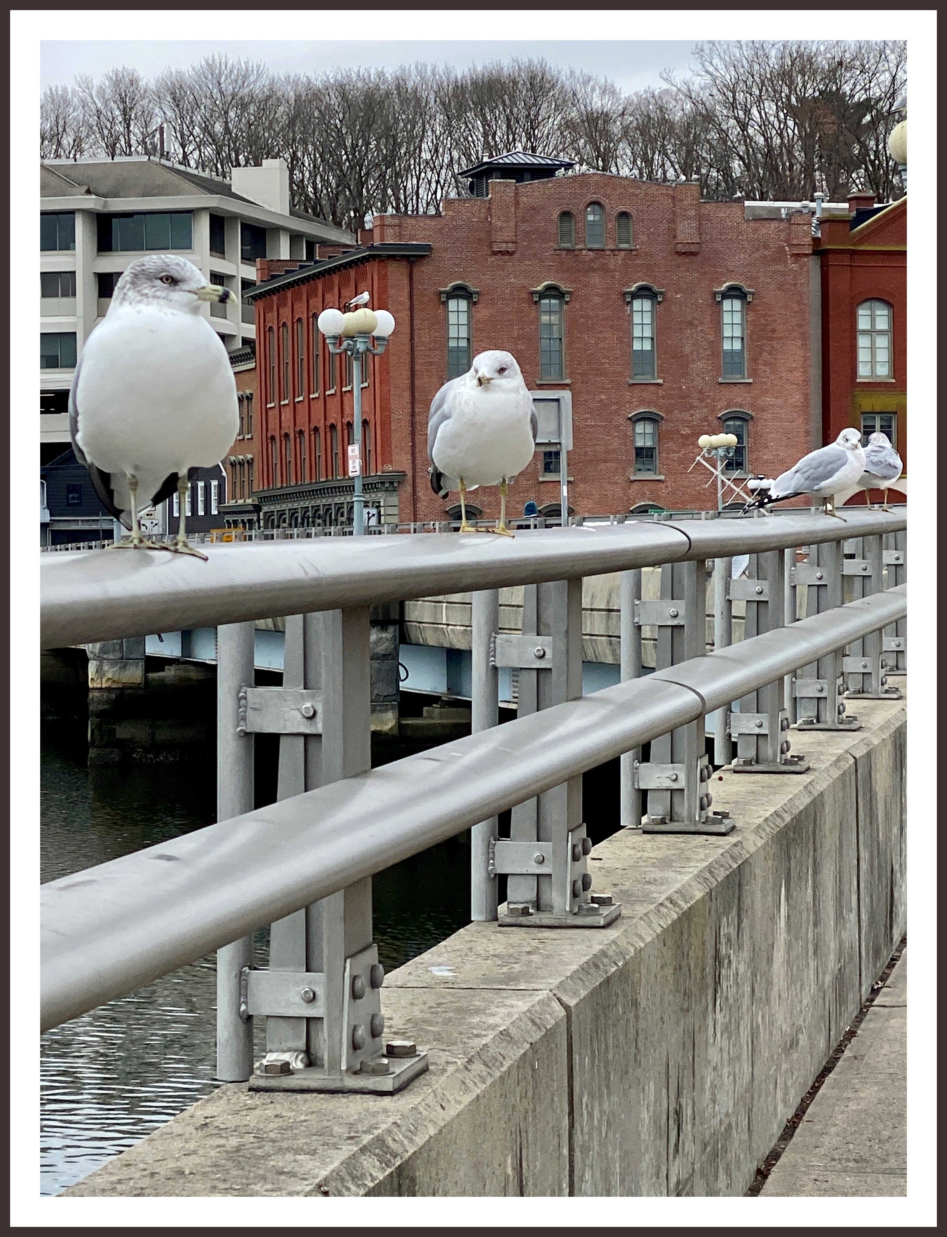 Pic – Gulls oon Ruth Steinkraus Cohen Bridge – Amy Schneider | 06880