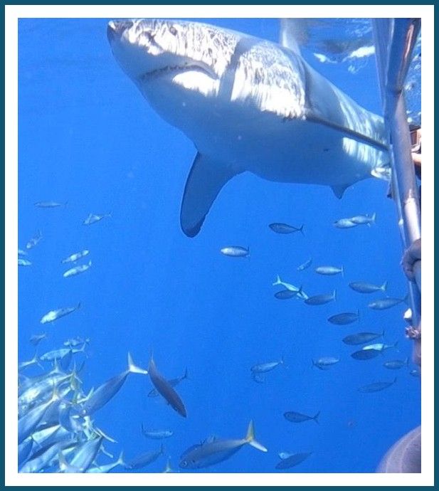 Shark! Tyler Mace’s Update | 06880