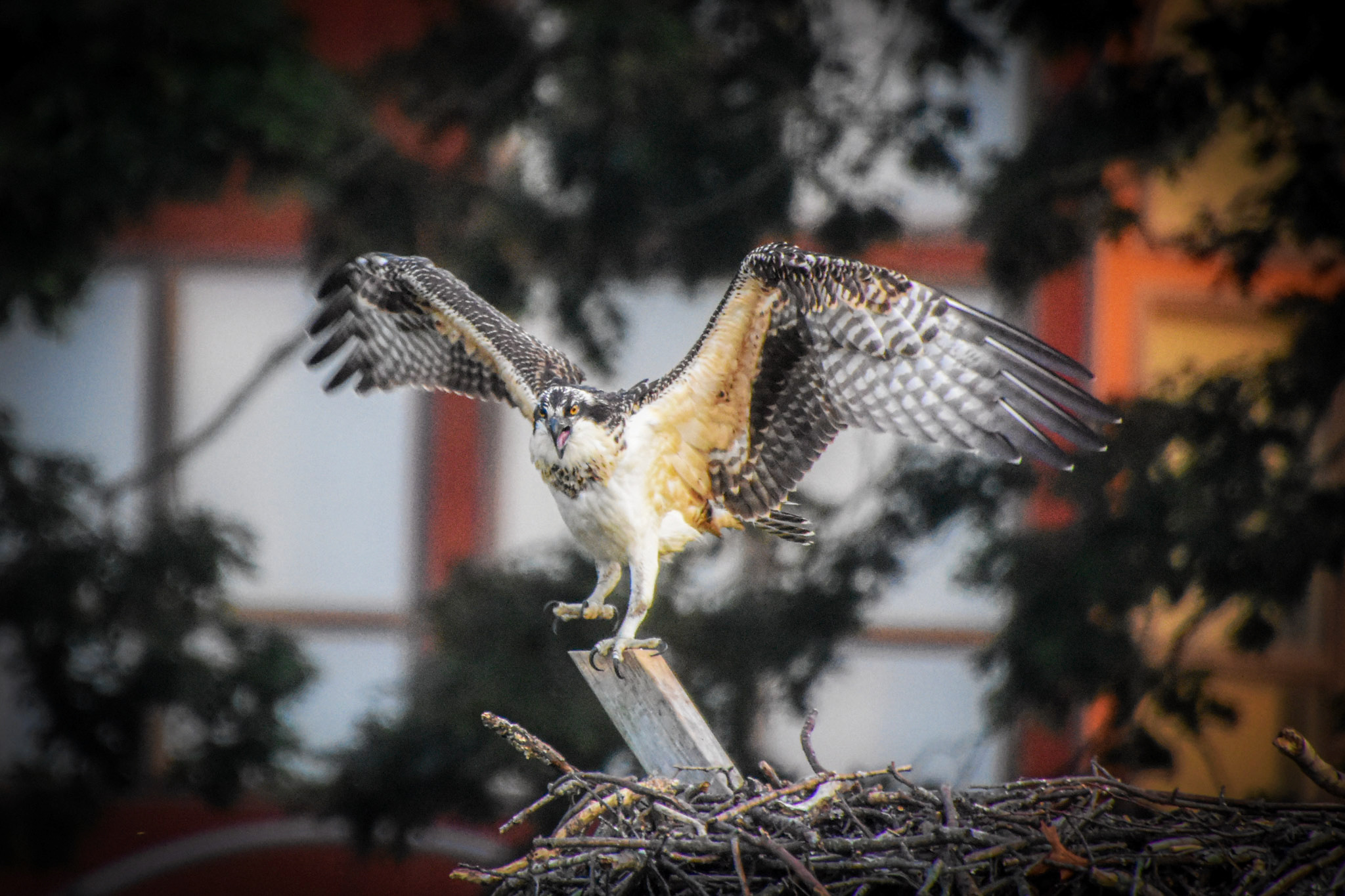 Roundup: Harvest Fest, Justin Paul, Patty Haberstroh … | 06880
