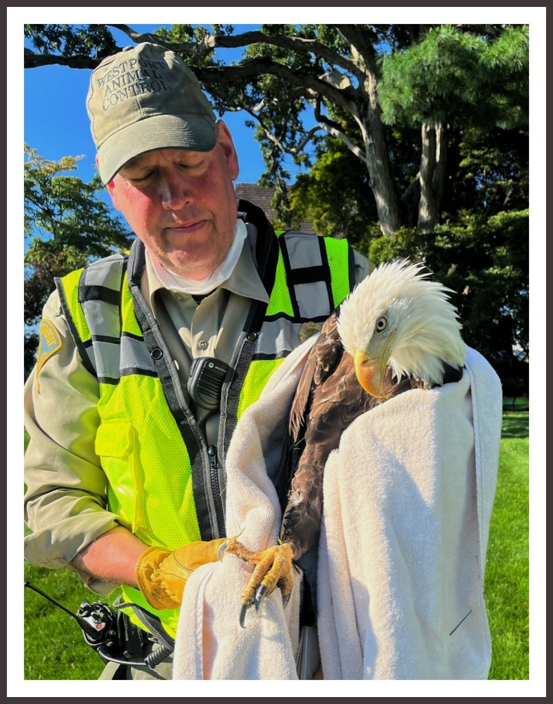 Bald Eagle Death A “Canary In The Coal Mine” | 06880
