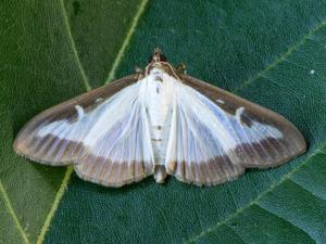 Roundup: Box Tree Moth, Martha & Miggs, Andrew Marchand … | 06880
