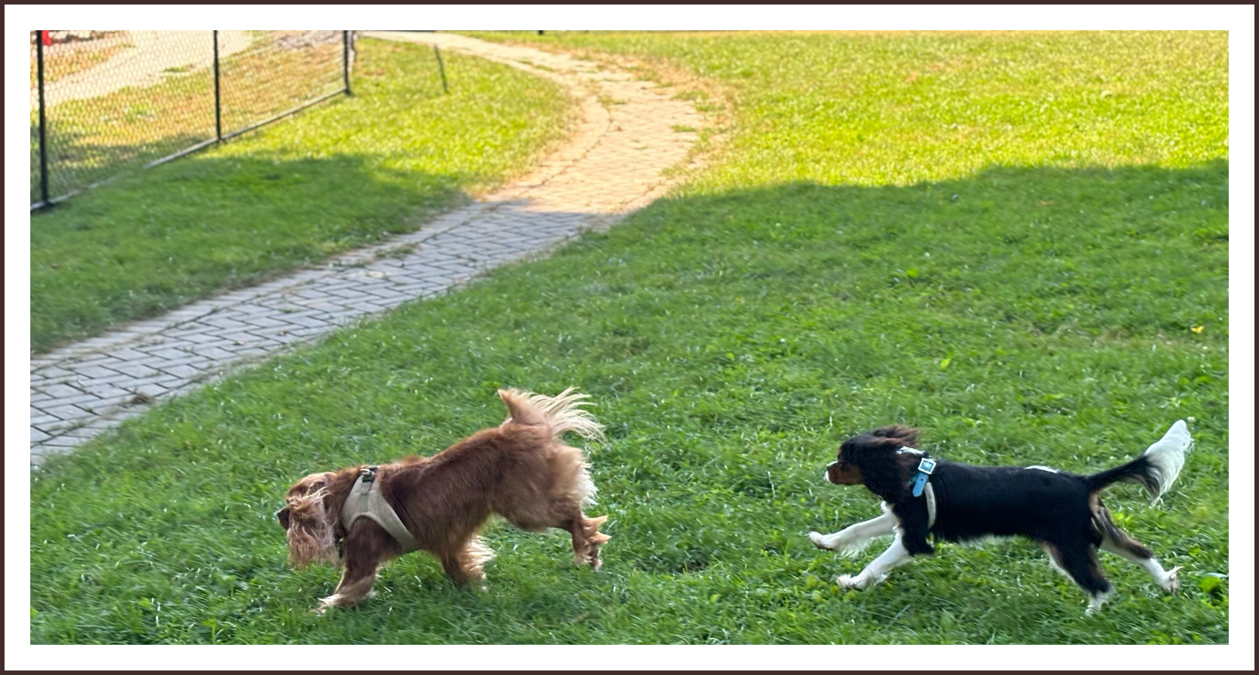 Dog run 2 (1) | 06880
